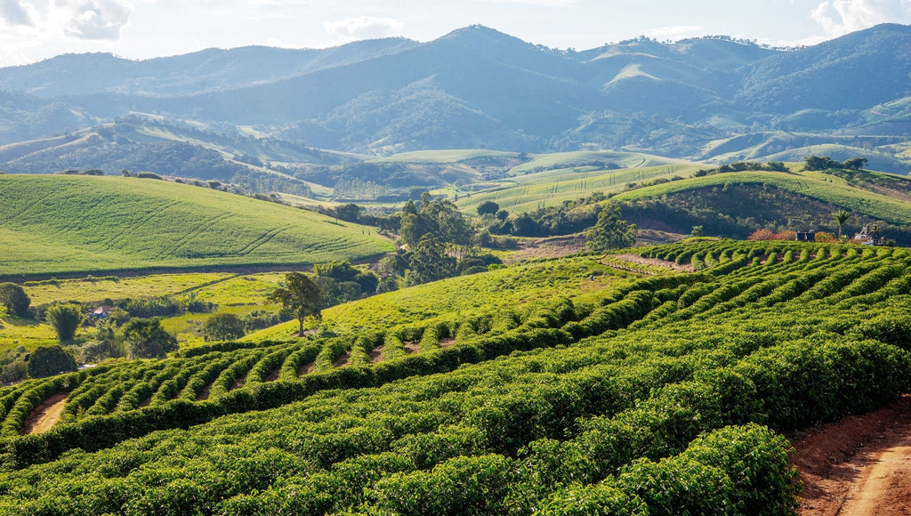 Meet the Farms: Brazil Mantiqueira de Minas - Crafting the Essence of